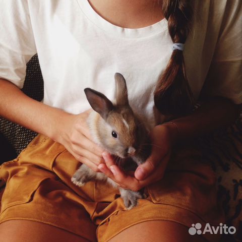 Декоративные крольчата в добрые руки