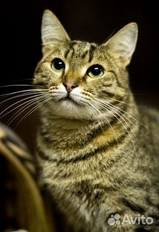 Красавица Ласточка