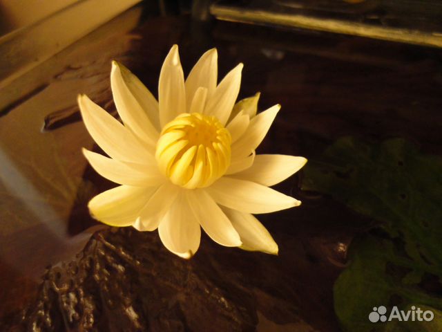 Кувшинка тигровая или нимфея