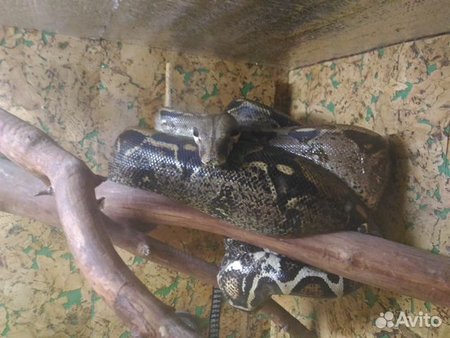 Императорский удав (Boa constrictor imperator)