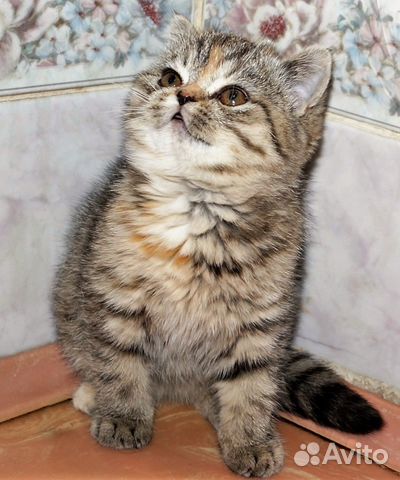 Хорошеньккая кошечка