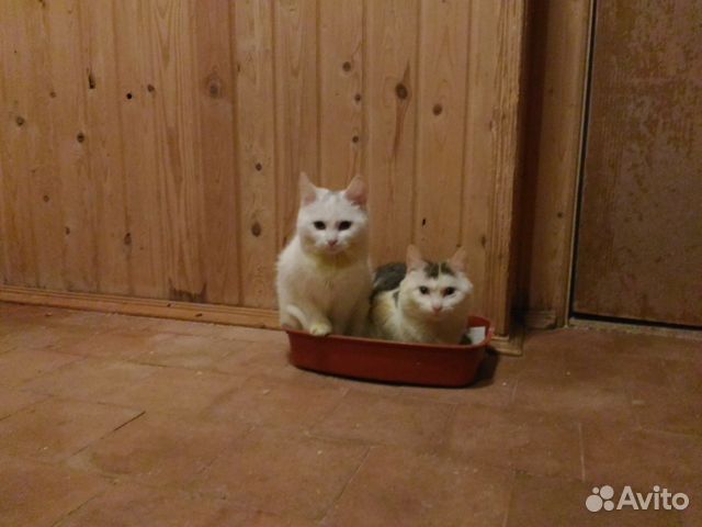Молодые коты и кошки со сложной судьбой в дар