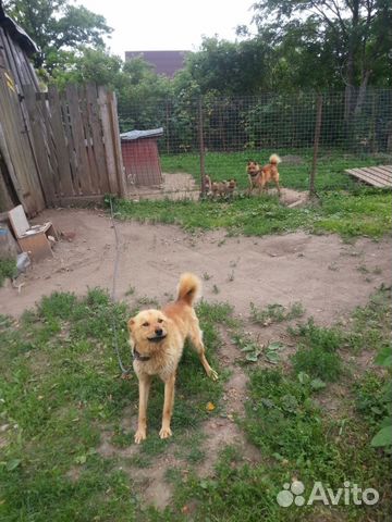 Карело - финская лайка