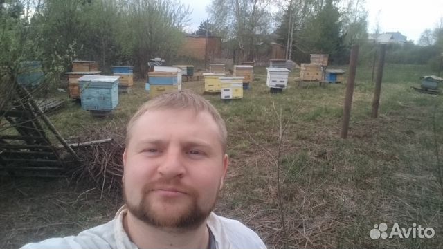 Пчелы. Рои. Отводки. Пчелосемьи