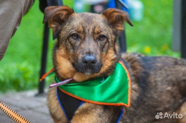 Пес Шафран - море позитива и любви в дар