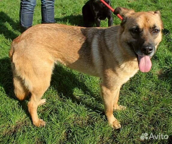 Милая добрая умная собака Соня в добрые руки в дар