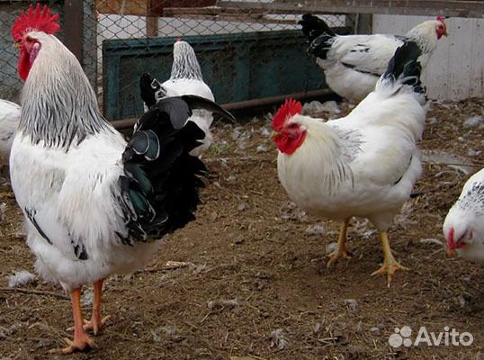 Яичные и яйцемясные куры