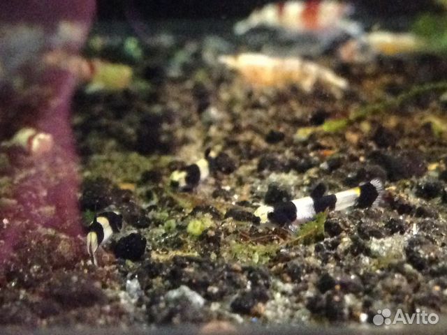 Голец Панда,panda Loach,Protomyzon pachychilus