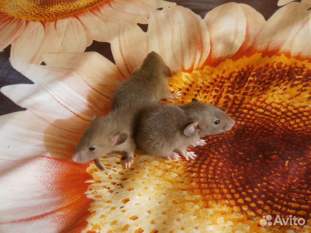 Крыски, крысята - burmese