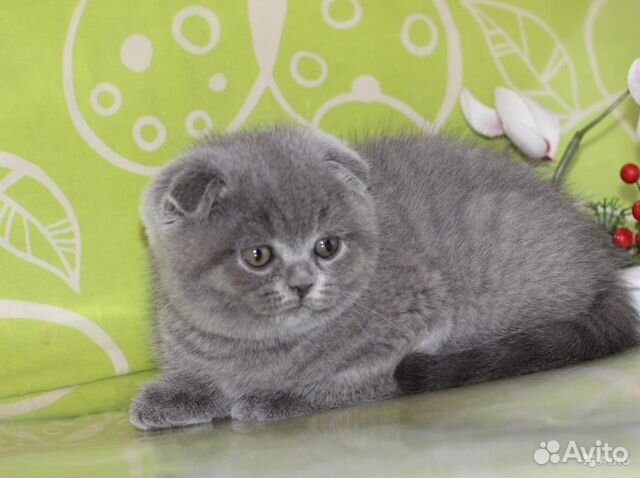 Замечательные шотландцы