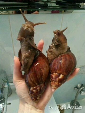 Ахатина улитка, малыши и яйца бесплатно