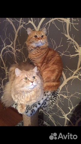 Вязка с котом