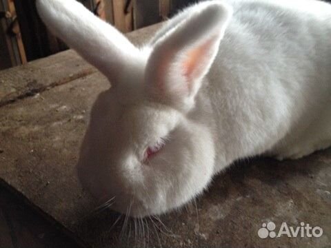 Кролики - новозеландцы
