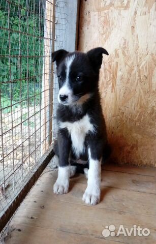 Лола, 2,5 мес., в дар в добрые руки