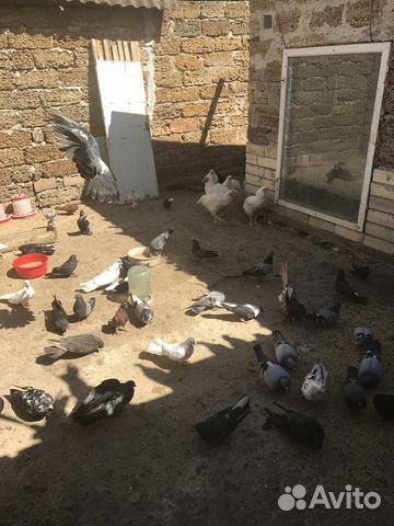 Голуби Николаевские