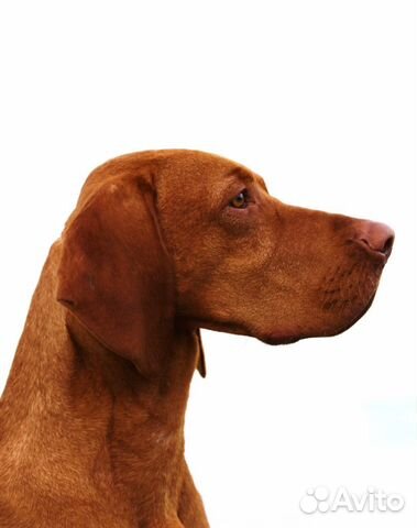 Щенки выжлы от двух шоу и рабочих собак