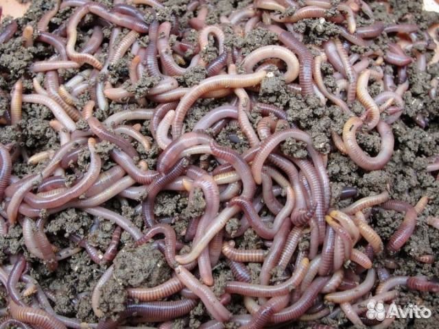 Дендробена