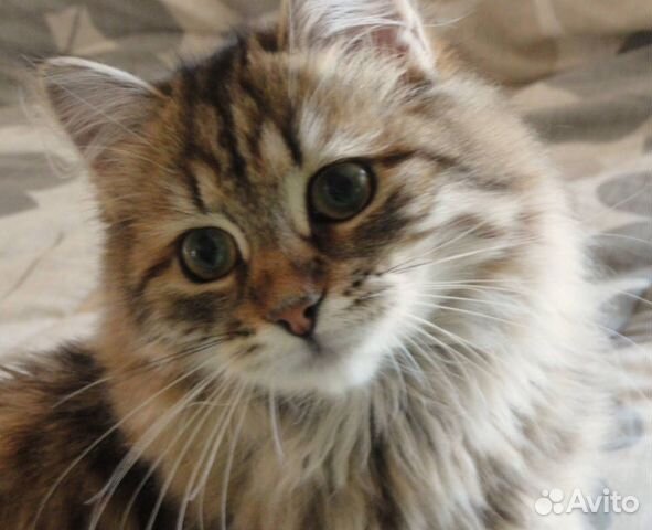 Сибирская кошка подросток в дар