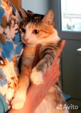 Отдам трехцветную кису хорошим людям