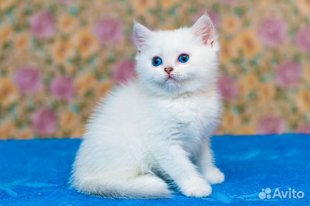 Котик Нельсон
