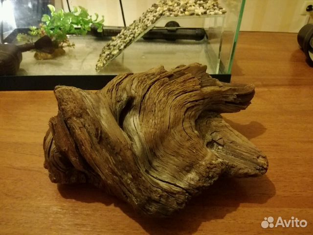 Мангровая коряга