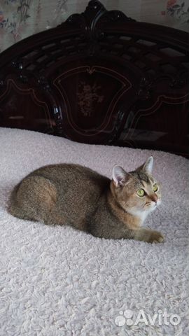 Кошка тиккинг на золоте