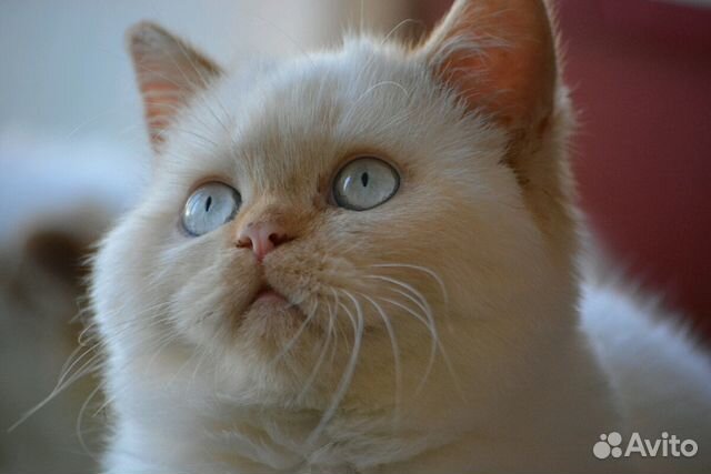 Экзотический короткошерстный мальчик, 8 мес