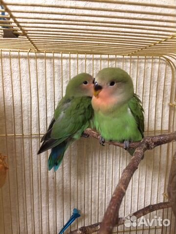 Розовощекие неразлучники