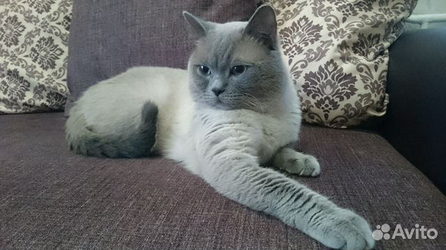 Кот на вязку