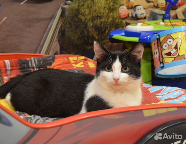 Кошка котенок Ляля в хорошие добрые руки