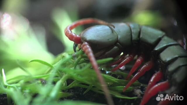 Сколопендра