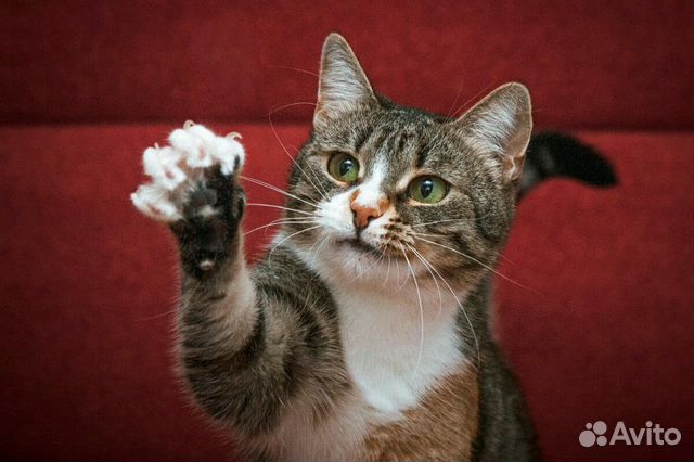 Молодая ласкуша