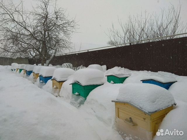 Пчелы вместе с ульями