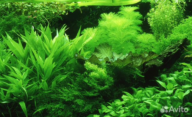 Аквариумные растения