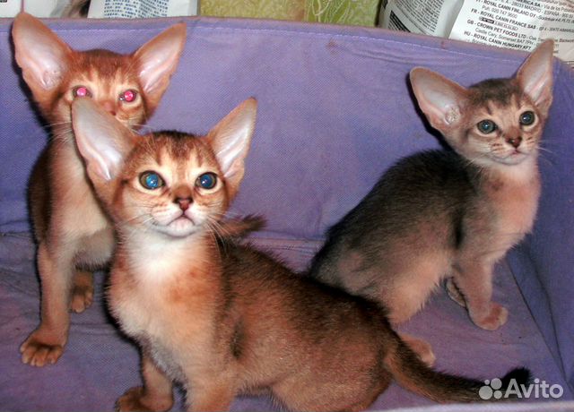 Котики и кошечки абиссинской породы