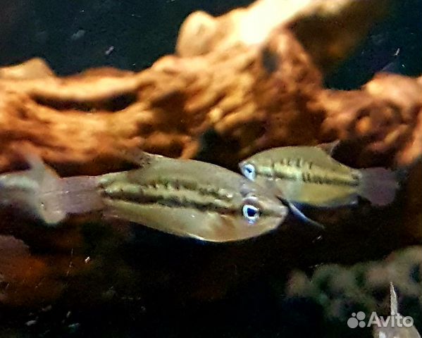 Аквариумная рыбка гурами карликовый