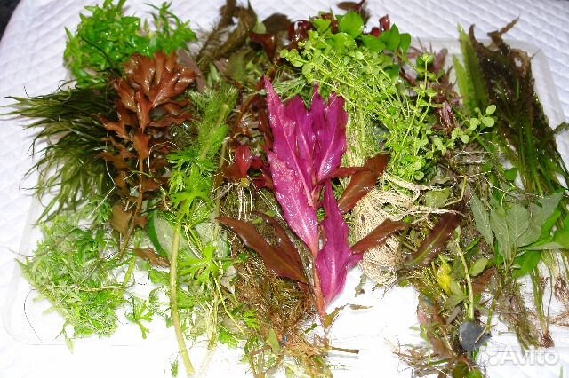 Огромная прополка (аквариумные растения)