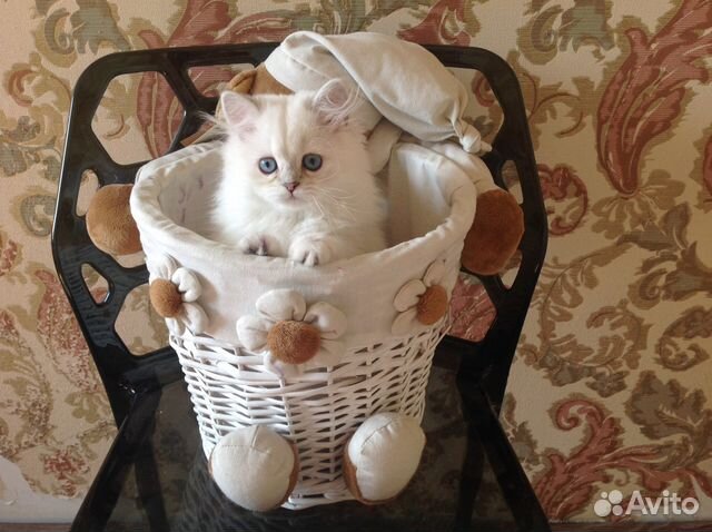 Роскошные голубоглазые британцы