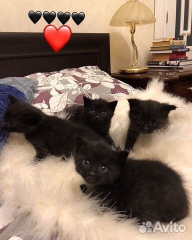 Котёнок чёрный европейский