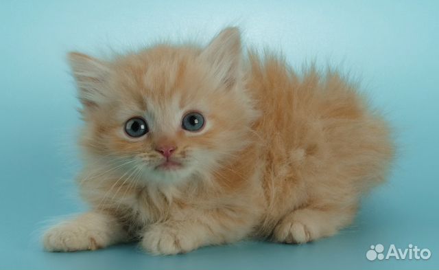 Чудесный рыжий сибирский котенок от чемпионов