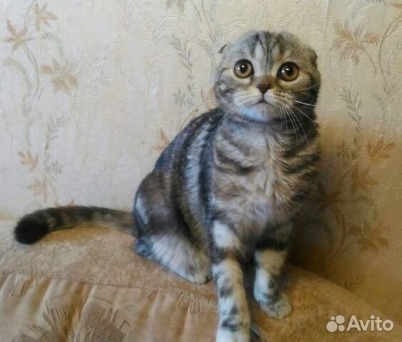 Кошка скоттиш-фолд Кнопа