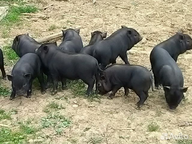 Вьетнамск вислобрюхий поросенок
