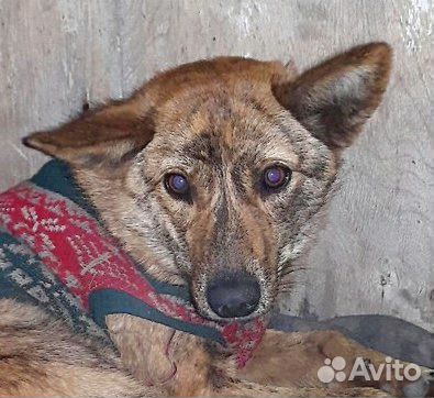 Отдадим девочку лисенка Люсю в хорошие руки