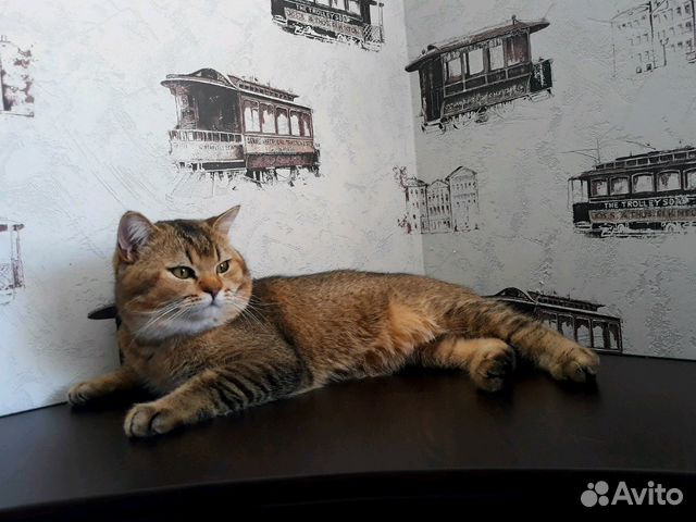 Британец Marsel Romeo Evelin Star