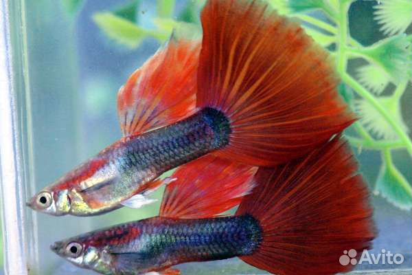 Гуппи чистая линия, моллинезия, пециллия