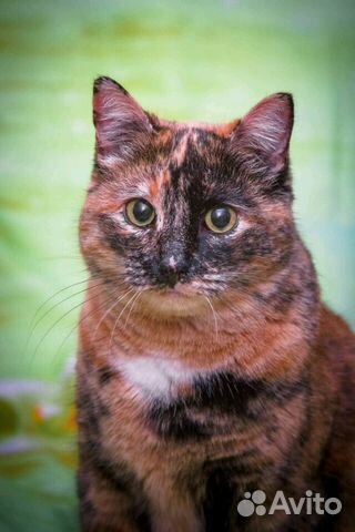 Кошечка трехцветка на счастье в добрые руки