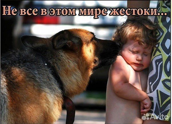 Виду запись на щенков Немецкой Овчарки