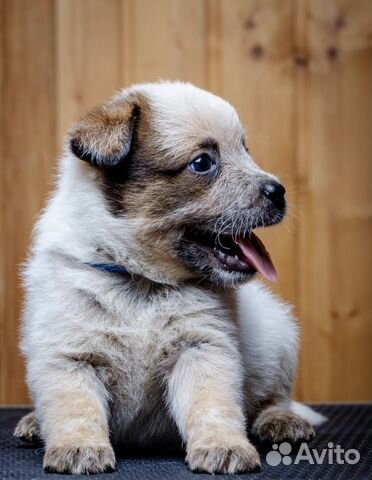 Мальчик - Австралийский хилер