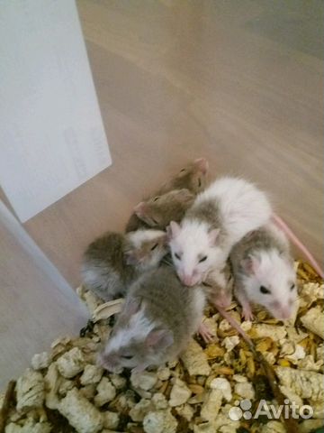 Мастомисы крысо-мышки