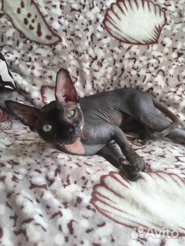 Мальчик канадский сфинкс ищет себе девочку